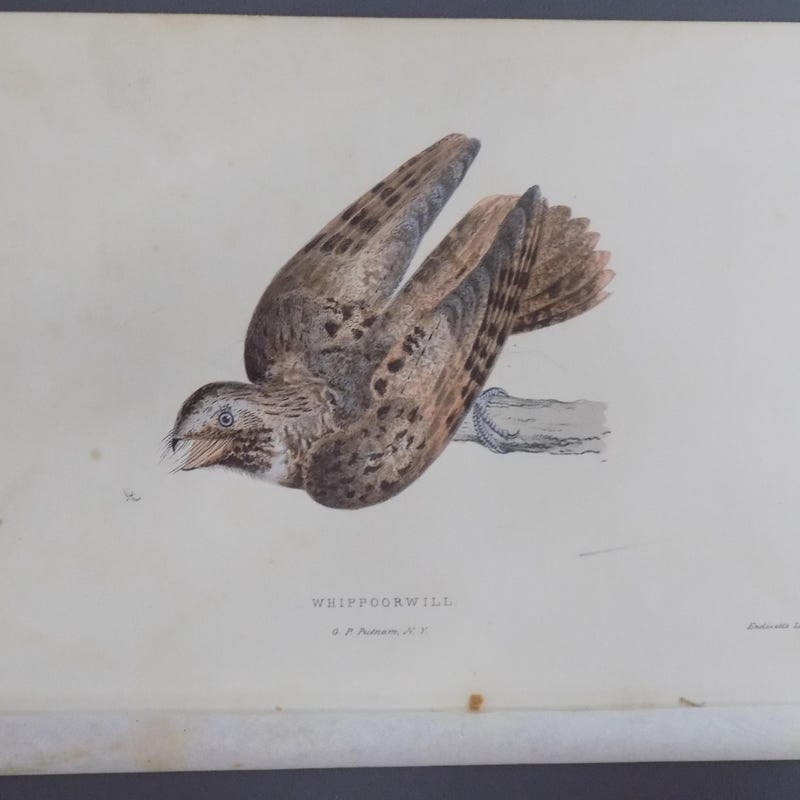 Whippoorwill - Etsy