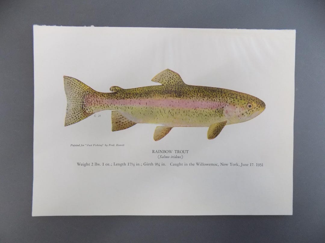 Fish, Rainbow Trout, Vintage, Ray Bergman, Just Fishing, Authentic - Etsy