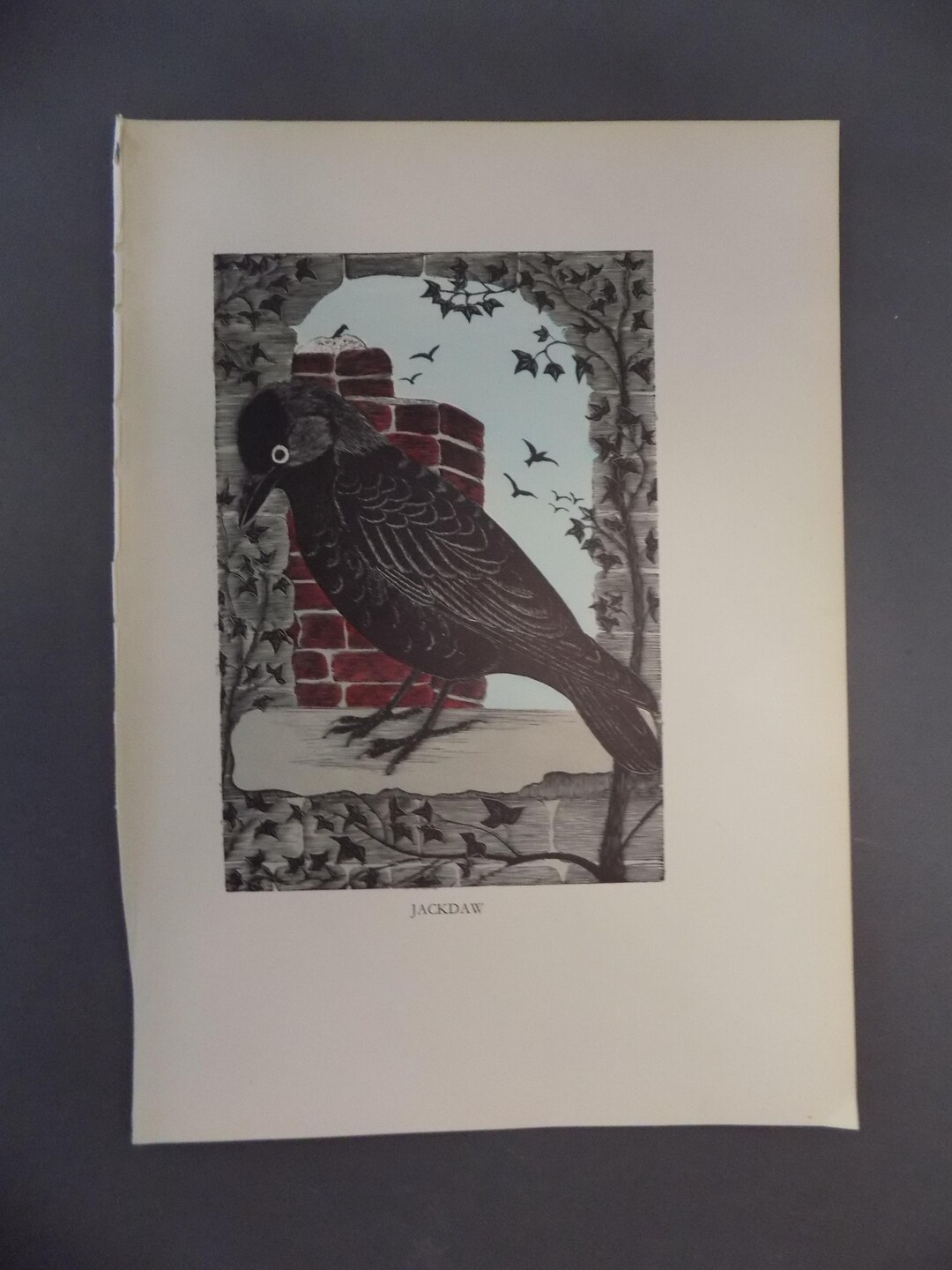 Birds, Eric Fitch Daglish, British Isles, Jackdaw - Etsy