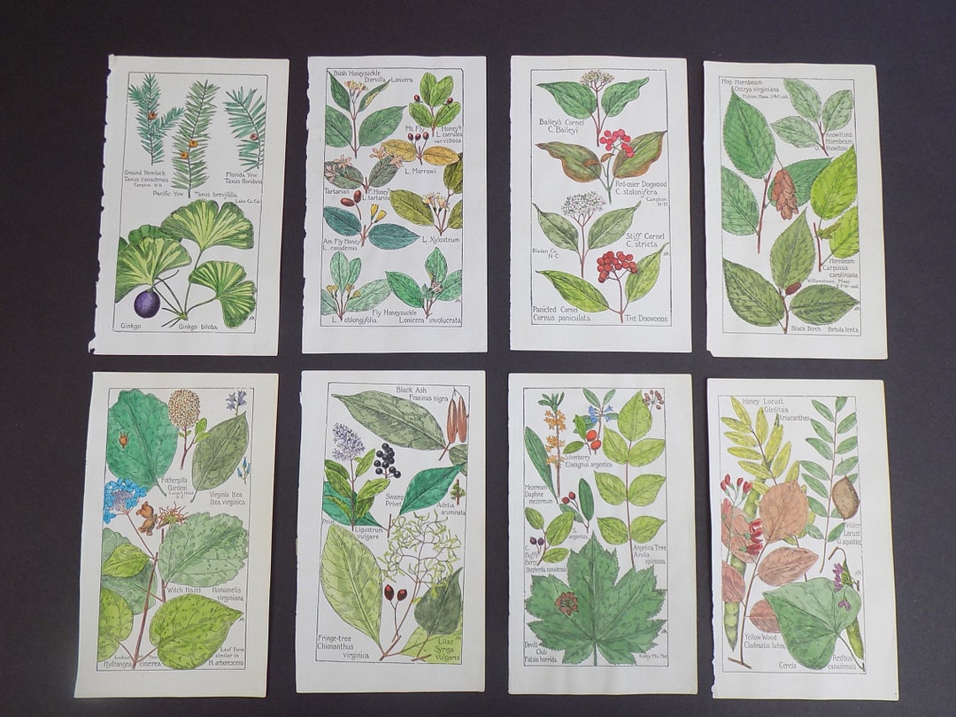 8 Shrubs, Trees, Leaves, Field Book of American Trees and Shrubs ...