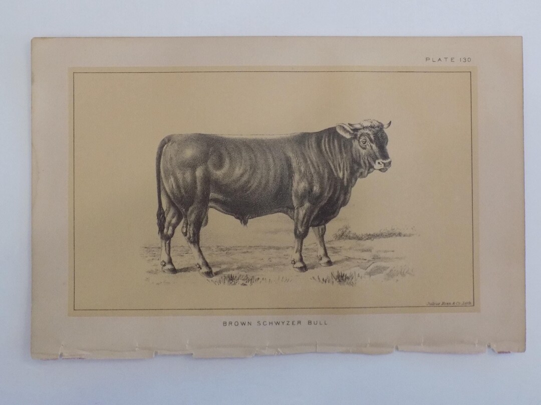Animals, Cows, Bulls, Cattle, Farm, Antique, Lithograph - Etsy