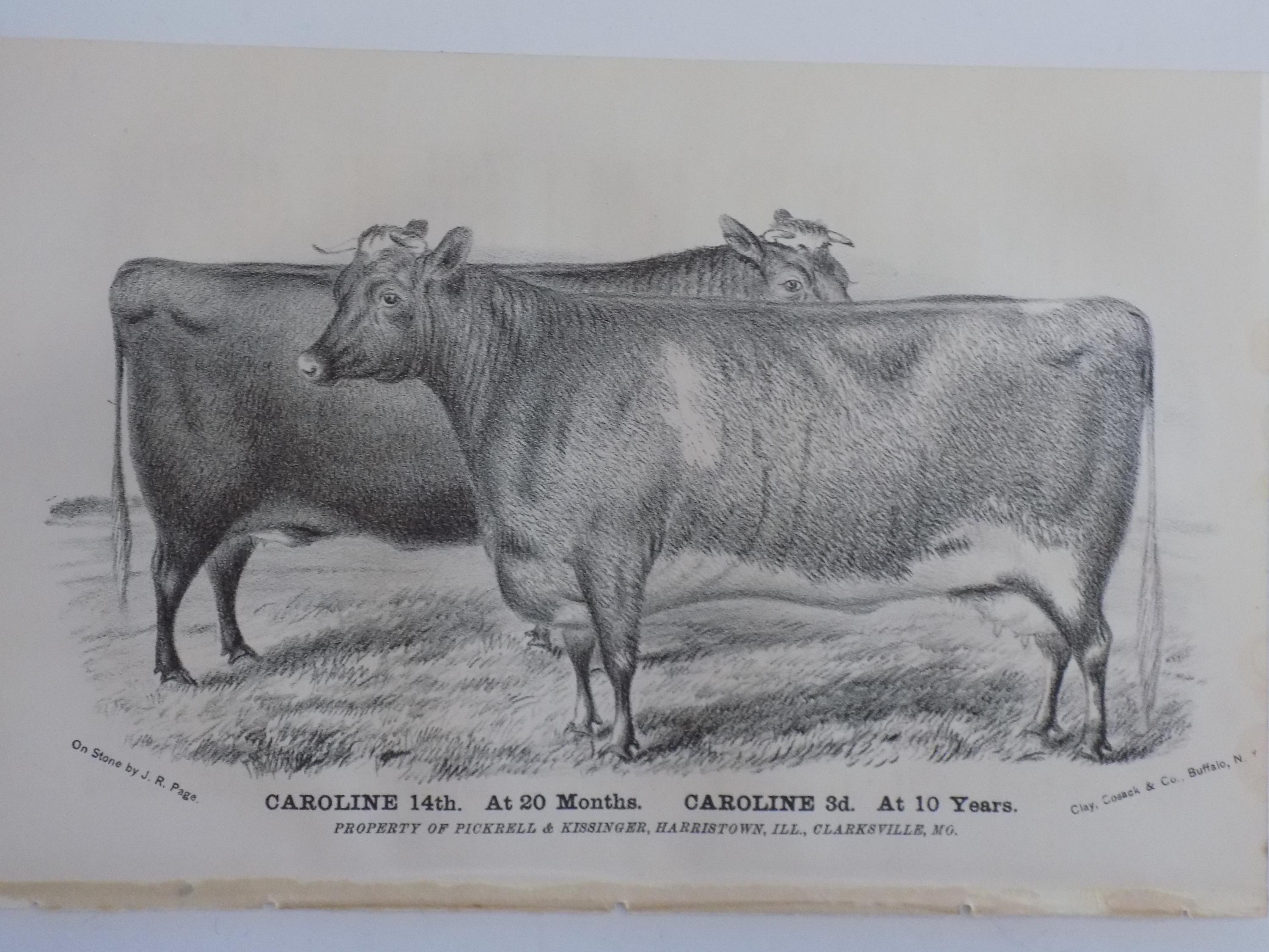 Cattle, Cows, Short-horn Cattle, Lewis F. Allen - Etsy