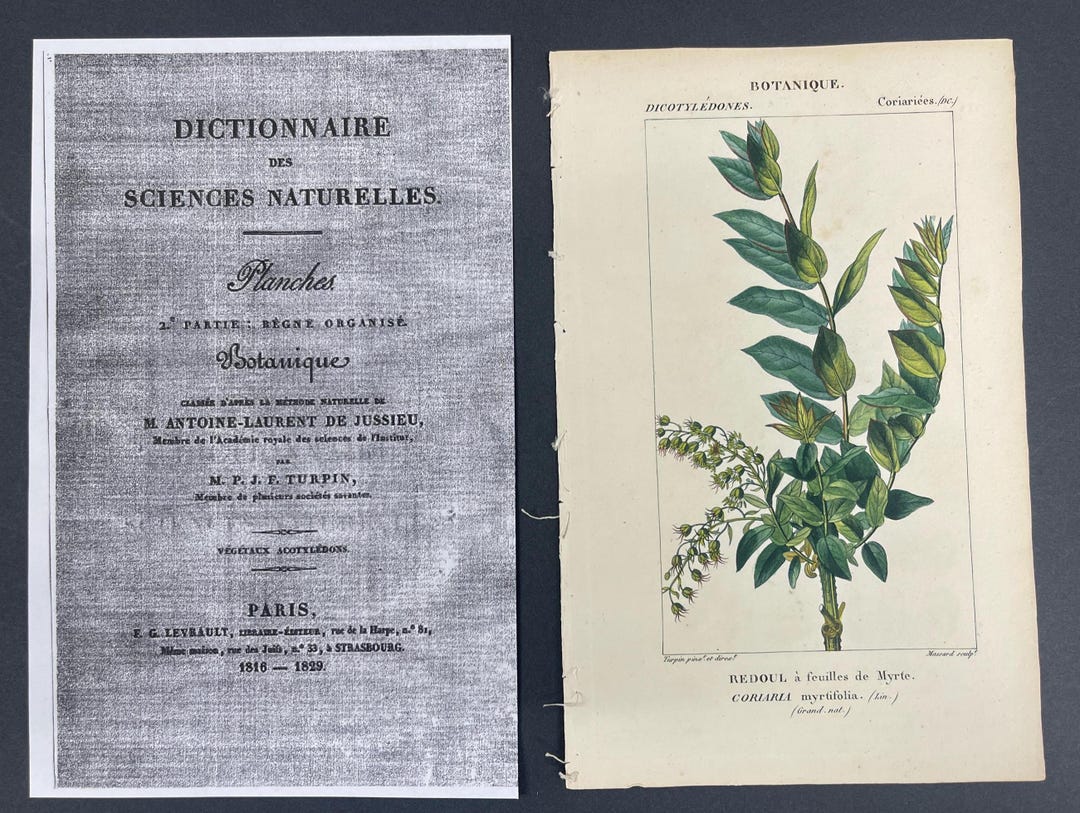 New!!! Botanicals, Hand Color, C.1816-1829, Turpin, Redoul a Feuilles ...