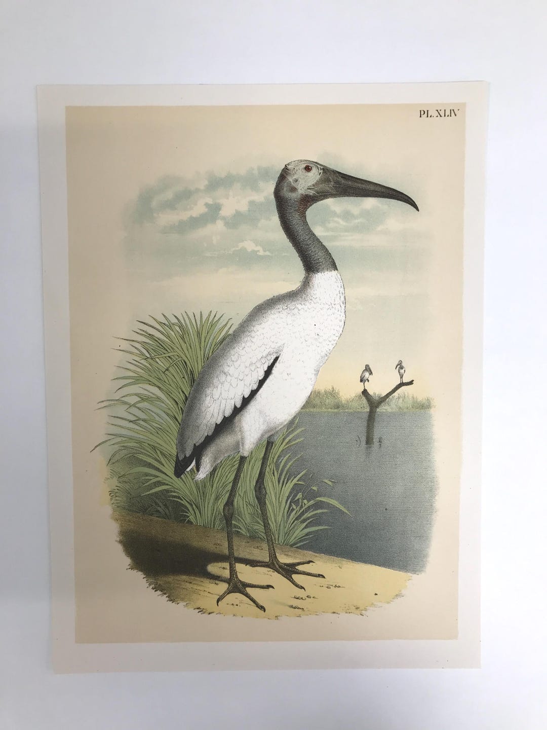 Birds, Jacob Studer, 1903, the Birds of North America, Full Color ...