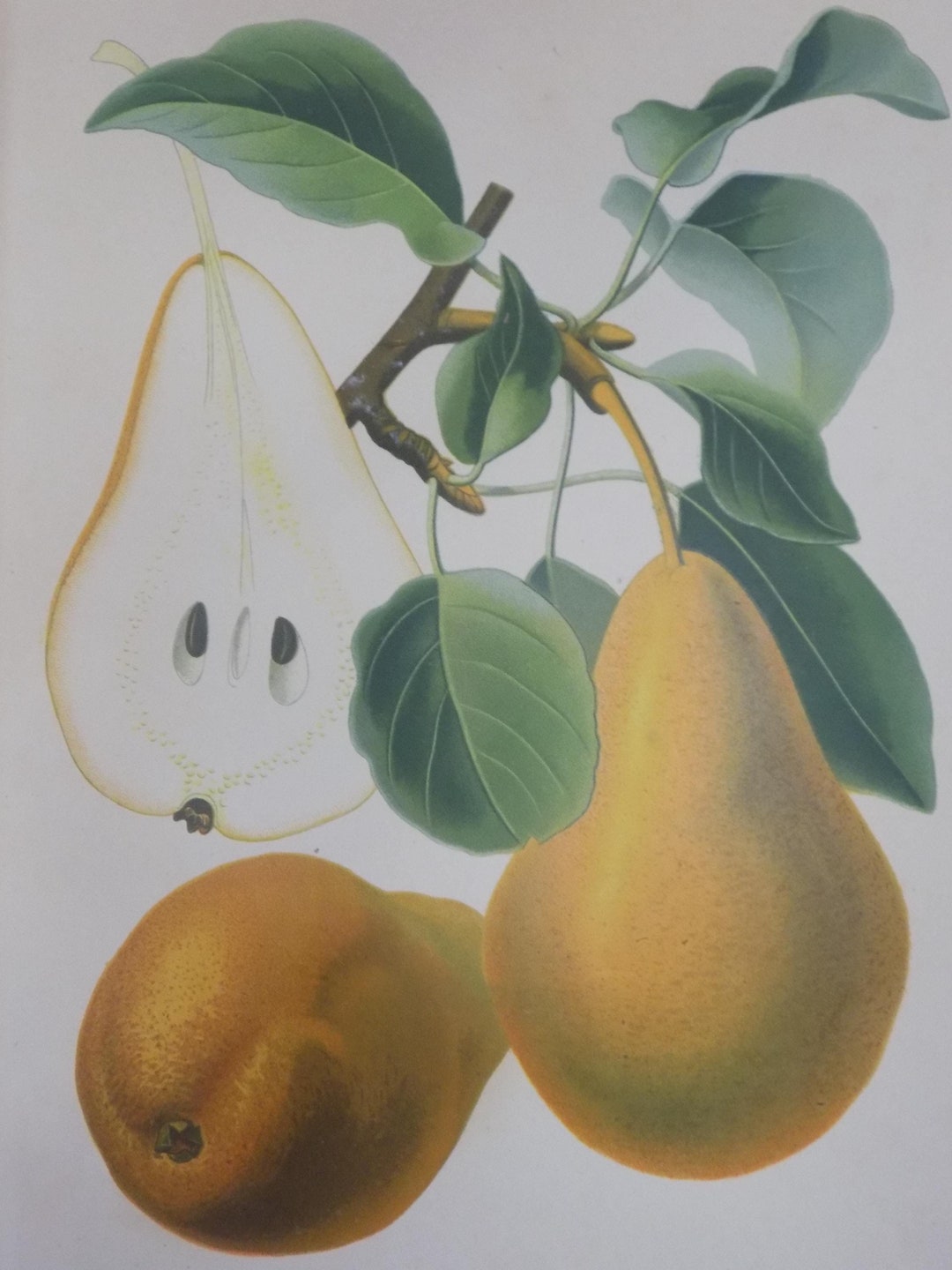 Pears, Lithographs, Prints, Antique - Etsy