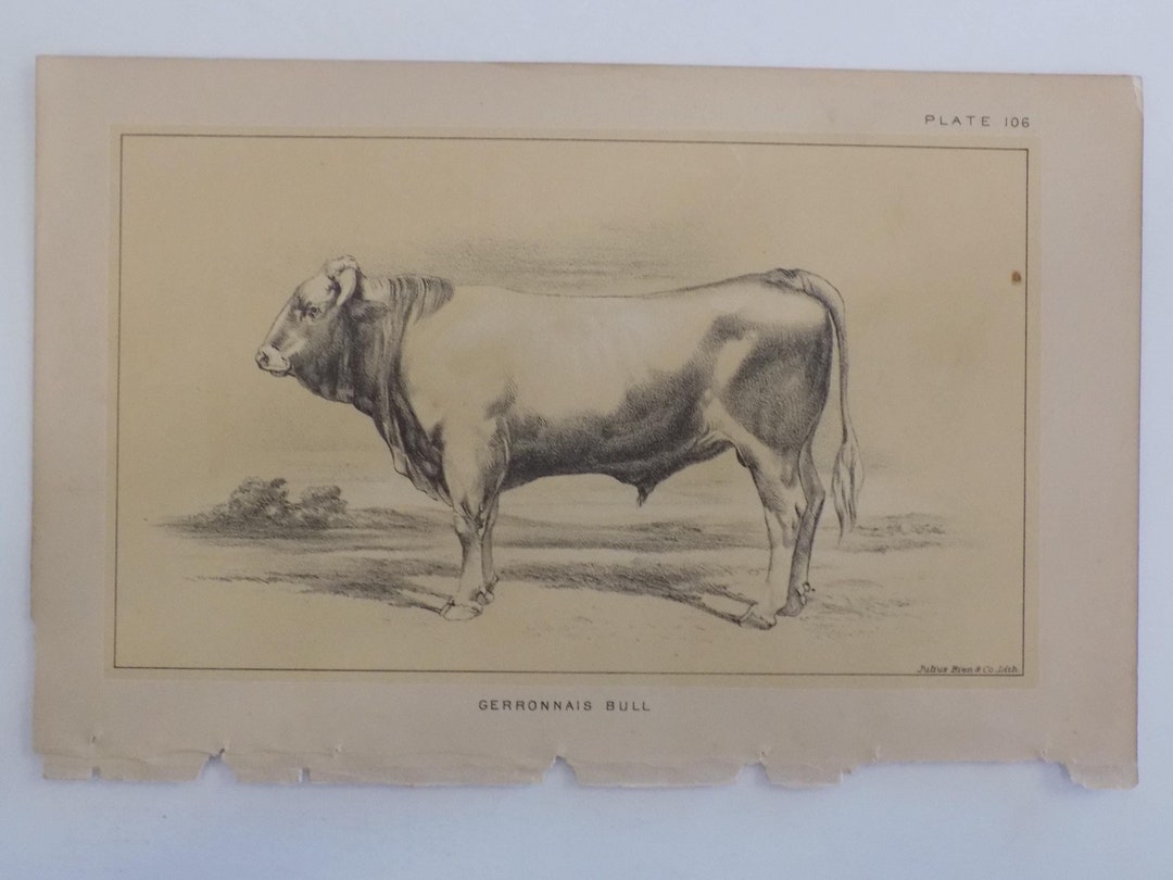 FREE SHIPPING!!!! Animals, Cows, Bulls, Cattle, Farm, Antique ...