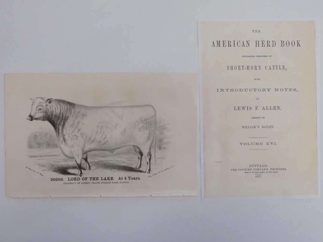 Cattle, Cows, Short-horn Cattle, Lewis F. Allen - Etsy
