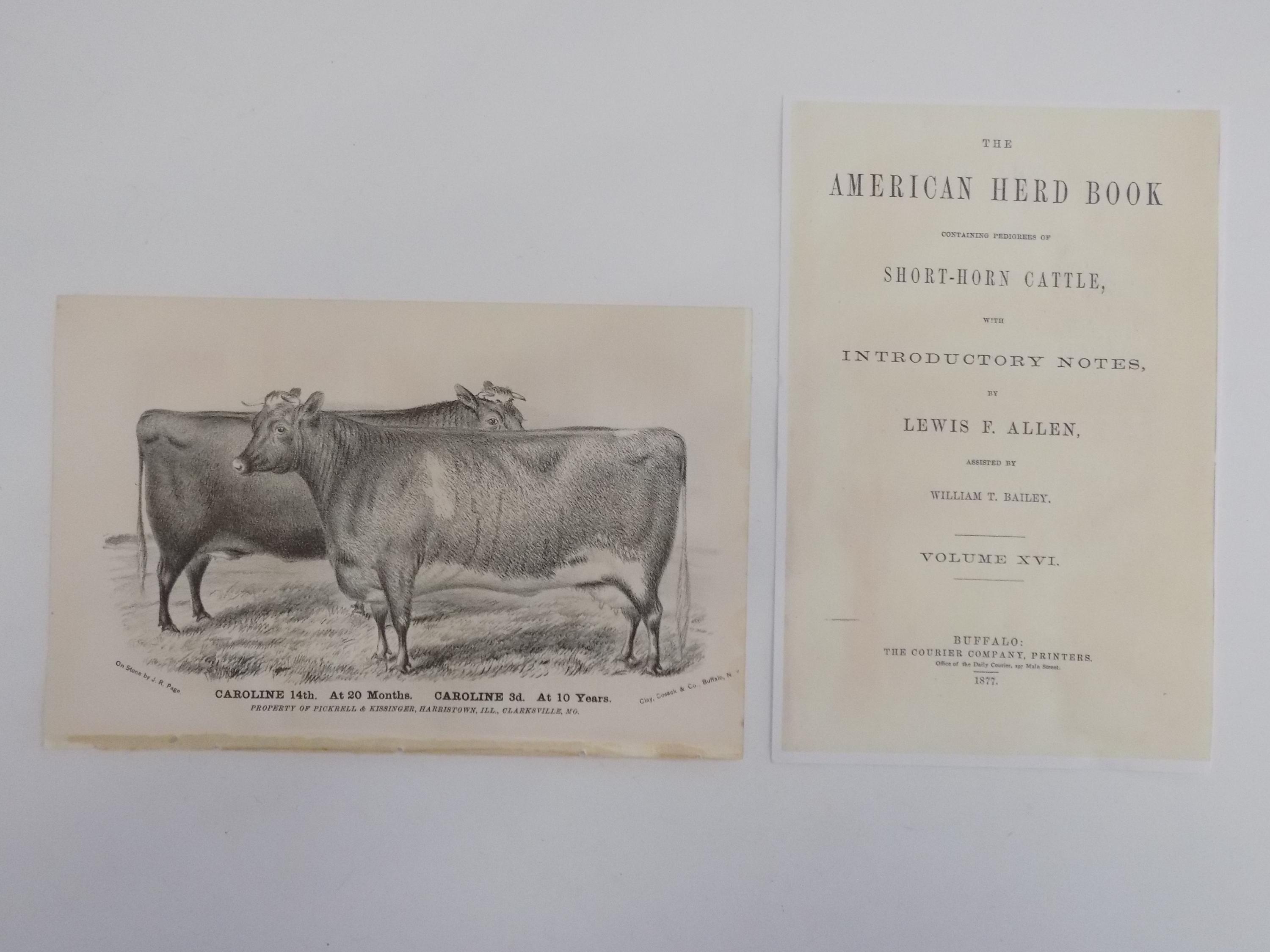 Cattle, Cows, Short-horn Cattle, Lewis F. Allen - Etsy