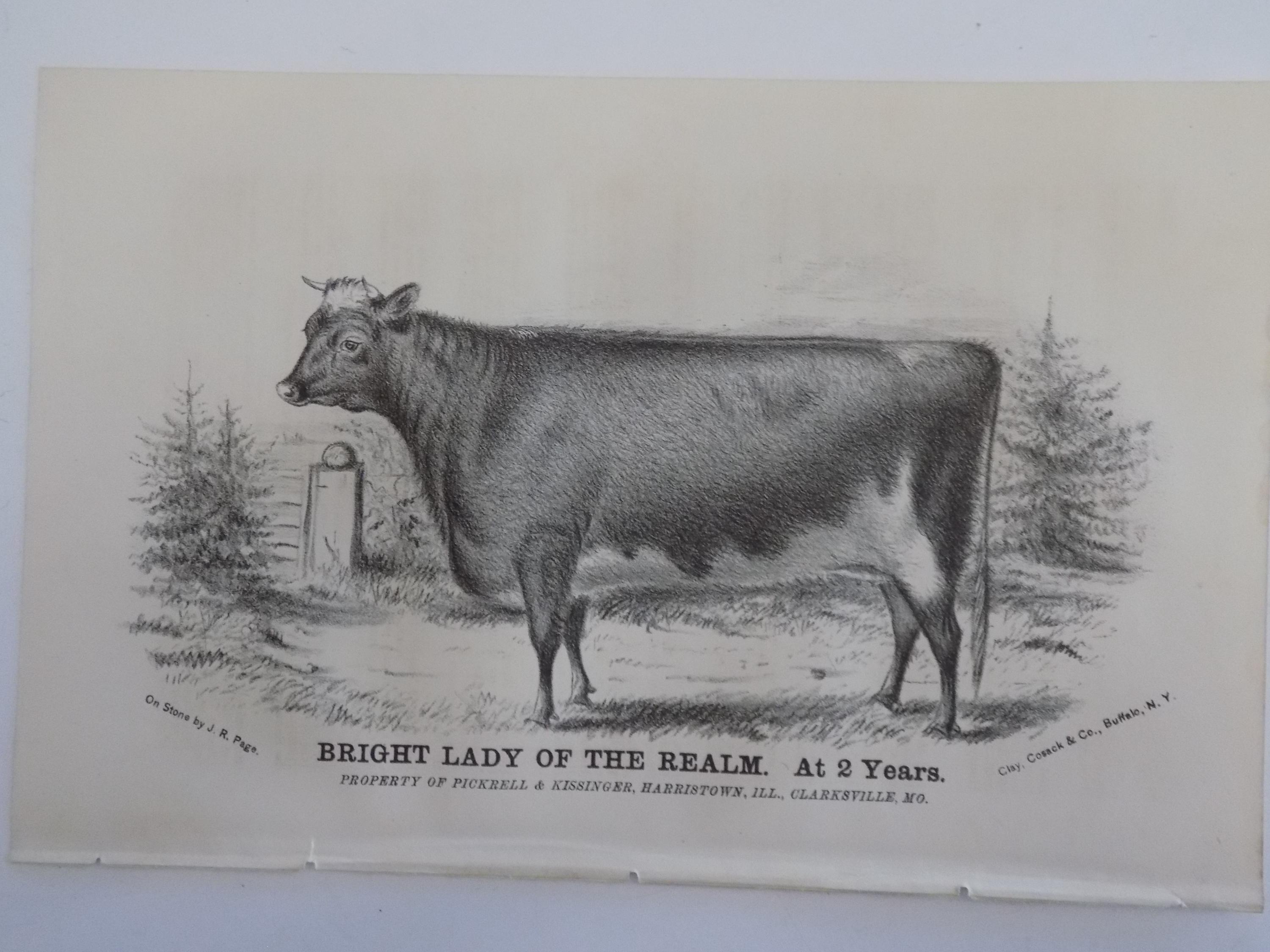 Cattle, Cows, Short-horn Cattle, Lewis F. Allen - Etsy