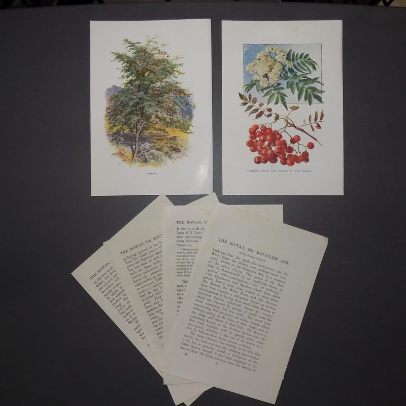 Rowan Tree Art - Etsy