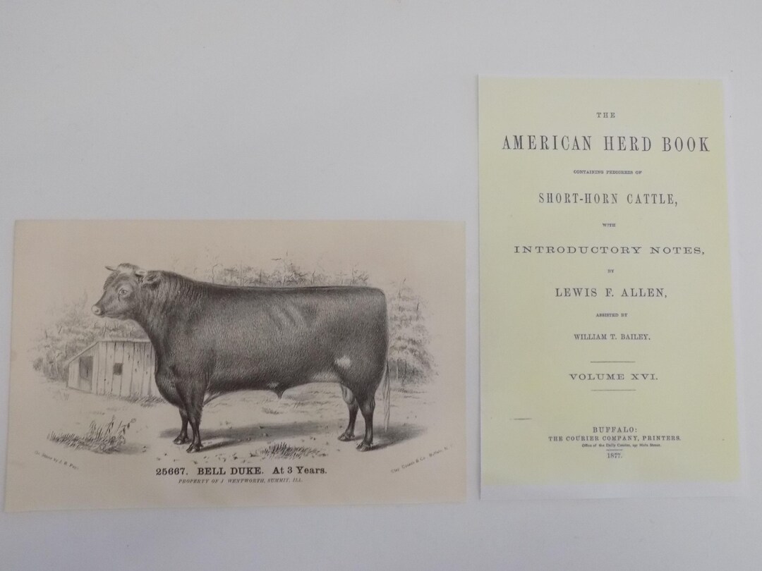 Cattle, Cows, Short-horn Cattle, Lewis F. Allen - Etsy
