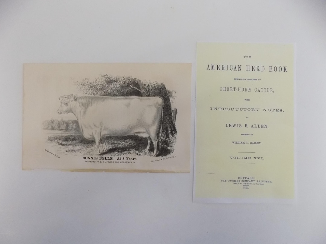 FREE SHIPPING!!!! Cattle, Cows, Short-horn Cattle, Lewis F. Allen - Etsy