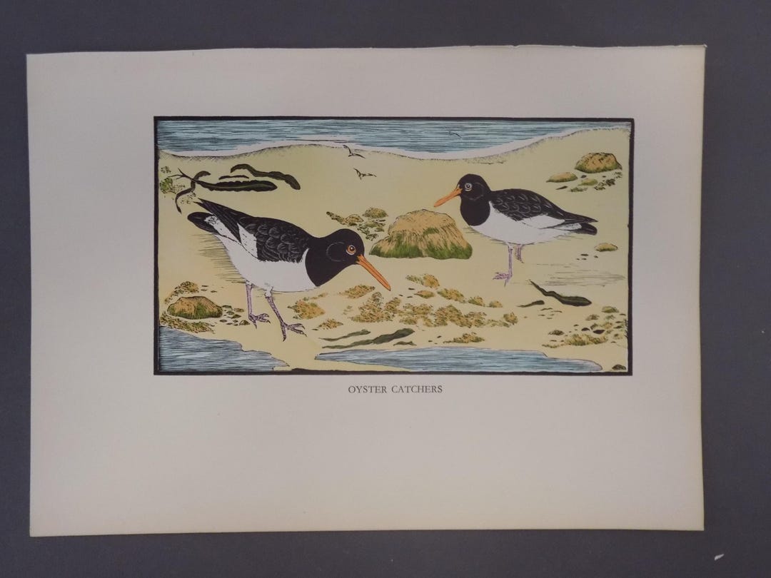 Birds, Eric Fitch Daglish, British Isles, Oyster Catchers - Etsy