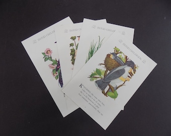 Bird Children, Parrakeet/albatross, 2-sided Vintage Bookprints for Framing by Elizabeth Gordon ...