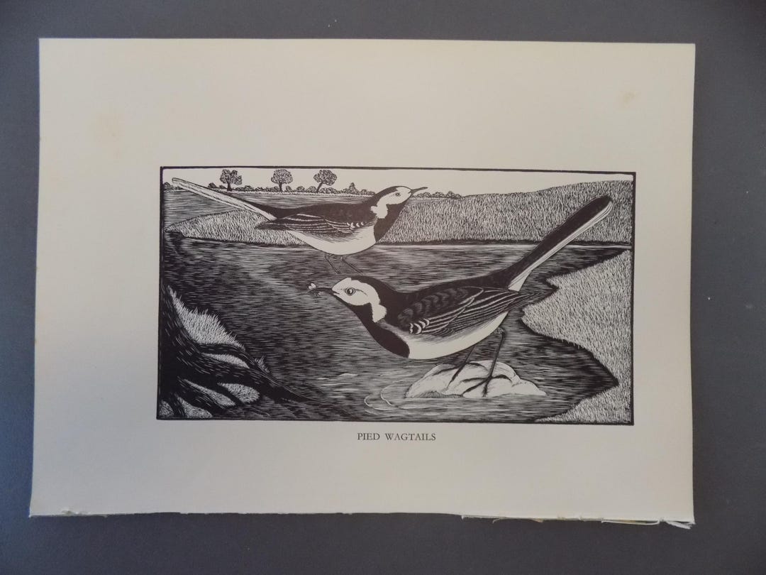 FREE SHIPPING!!!! Birds, Eric Fitch Daglish, British Isles, Pied ...