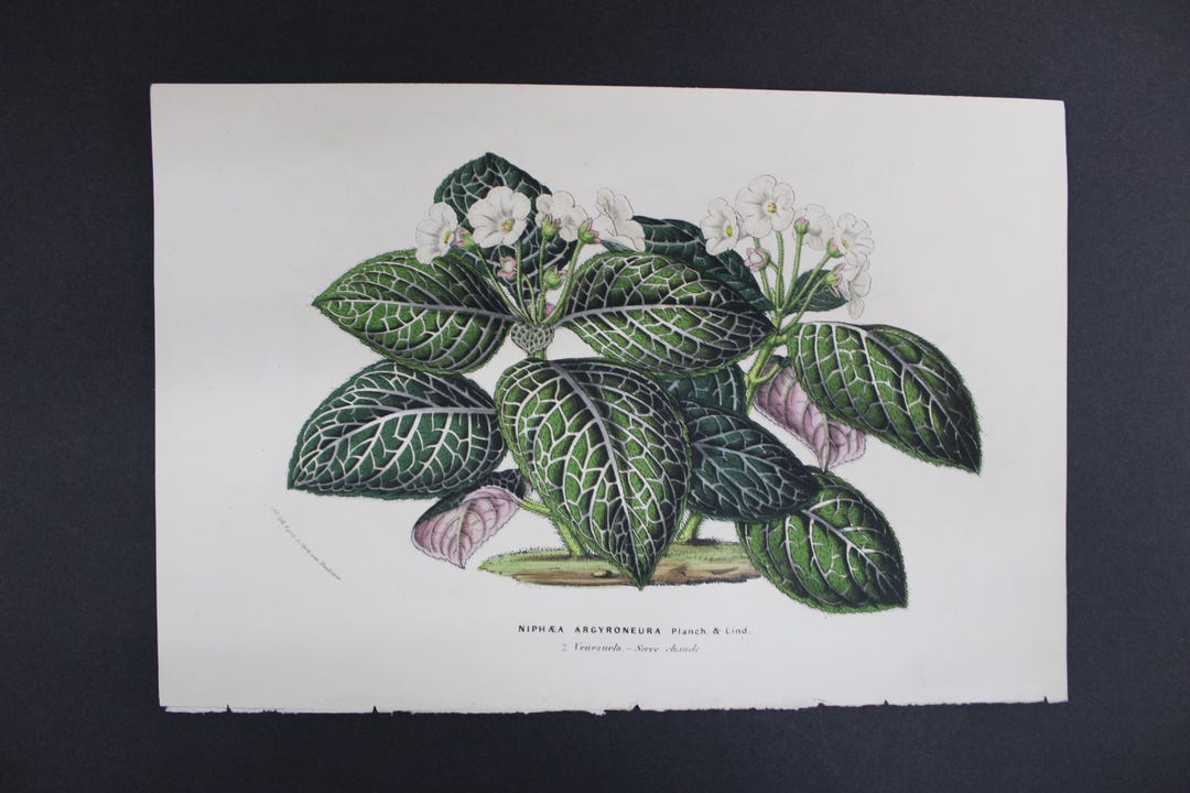 Antique Botanicals, Van Houtte, C.1850, Flowers, Single Page, Niphaea ...