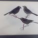 FREE SHIPPING!!!! Birds, Rex Brasher, Vintage, Hand Color, Plate 509 ...