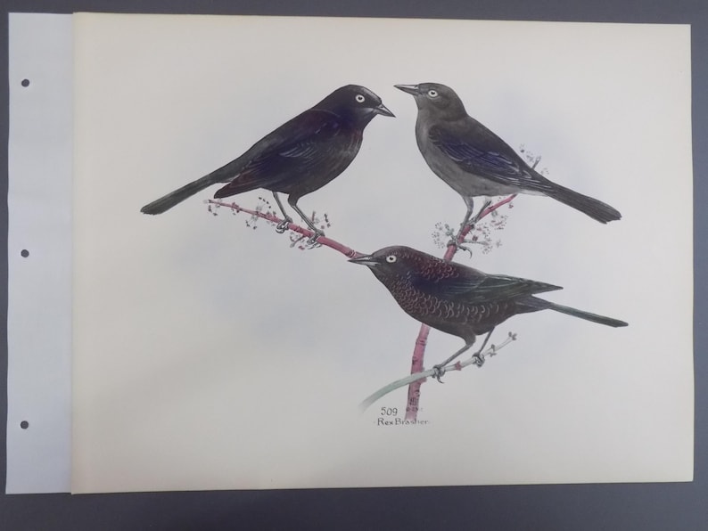 FREE SHIPPING!!!! Birds, Rex Brasher, Vintage, Hand Color, Plate 509 ...
