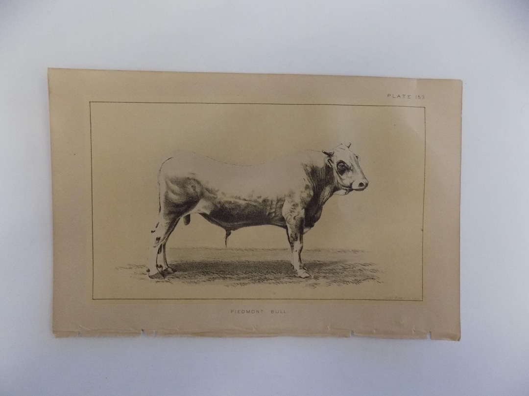 Animals, Cows, Bulls, Cattle, Farm, Antique, Lithograph - Etsy