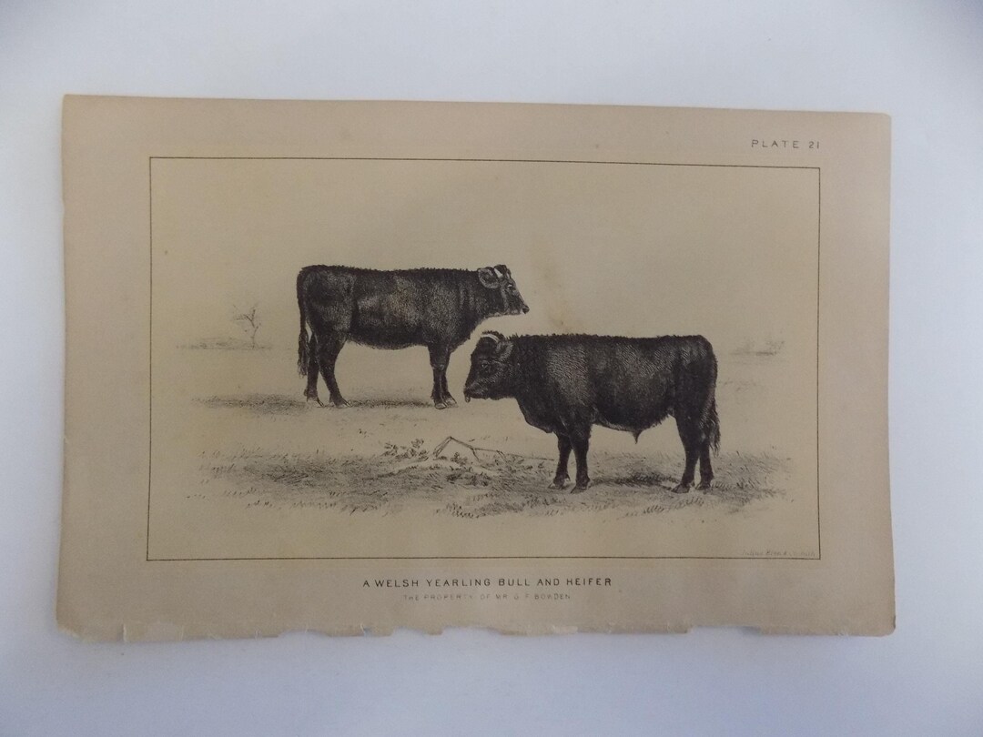 Animals, Cows, Bulls, Cattle, Farm, Antique, Lithograph - Etsy