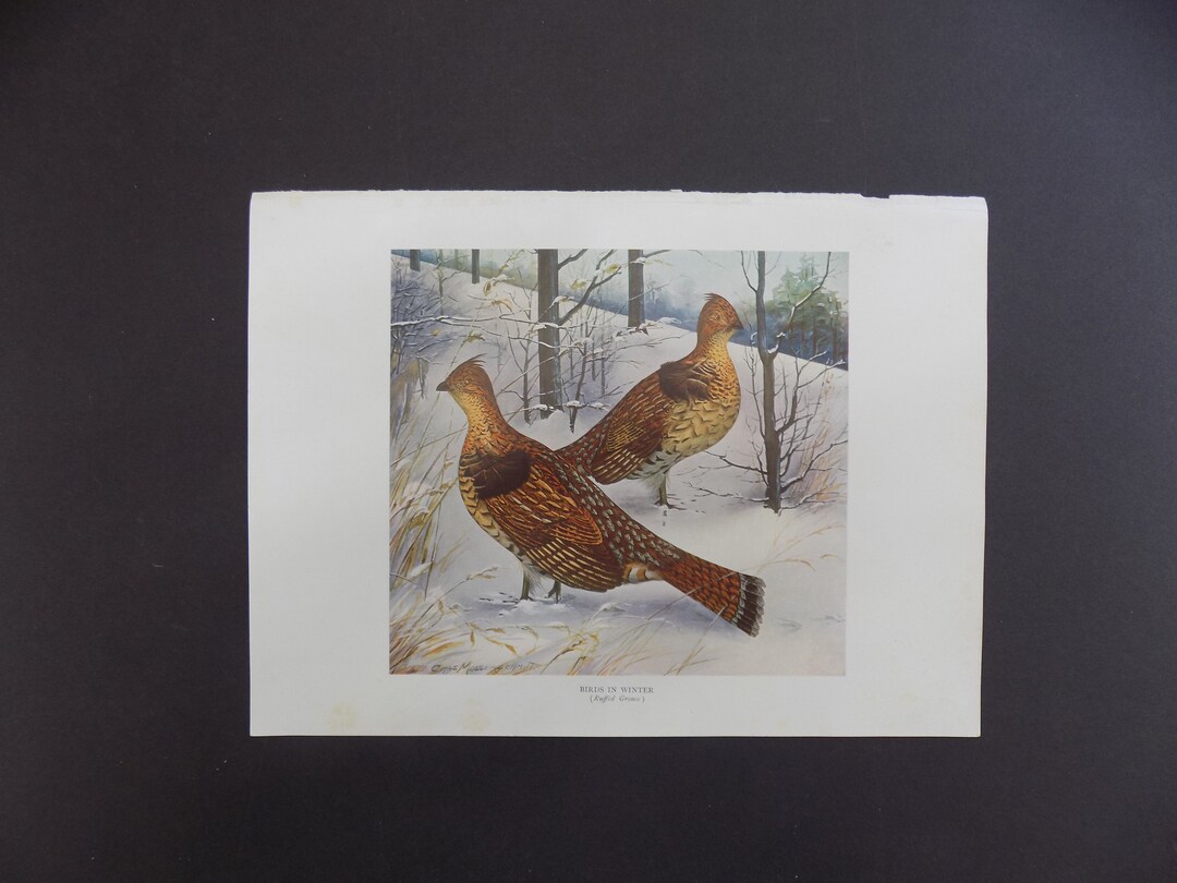 Birds, Ducks, Shorebirds, New York, W.B. Gillette, C. Messerschmitt - Etsy
