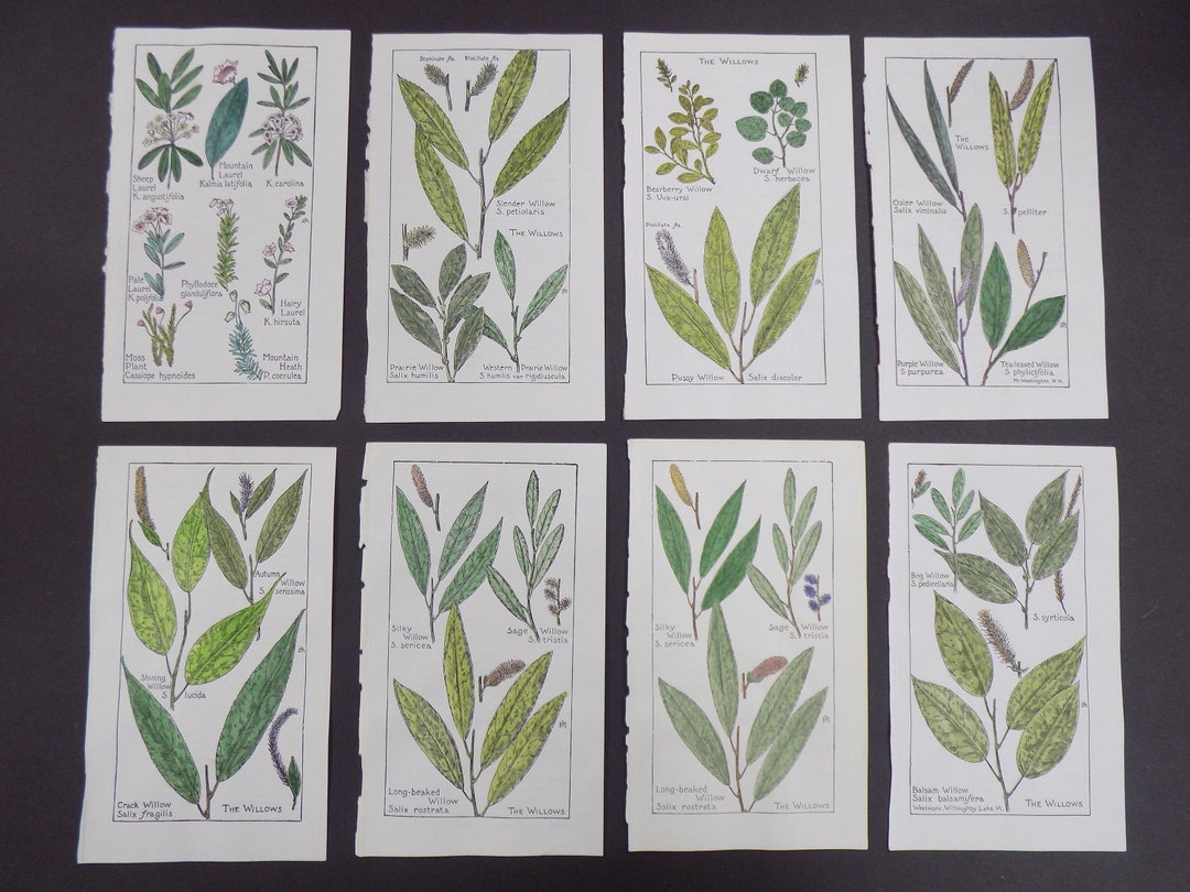 Shrubs, Trees, Leaves, Field Book of American Trees and Shrubs, Nature ...