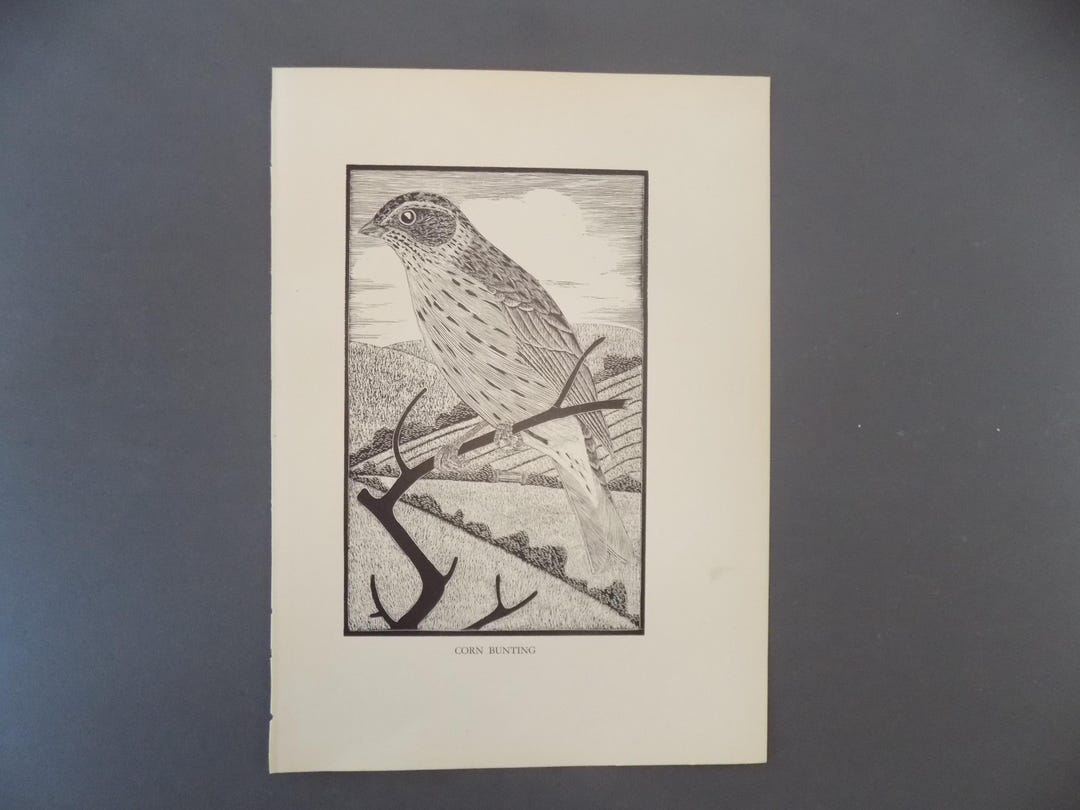 Birds, Eric Fitch Daglish, British Isles, Corn Bunting - Etsy