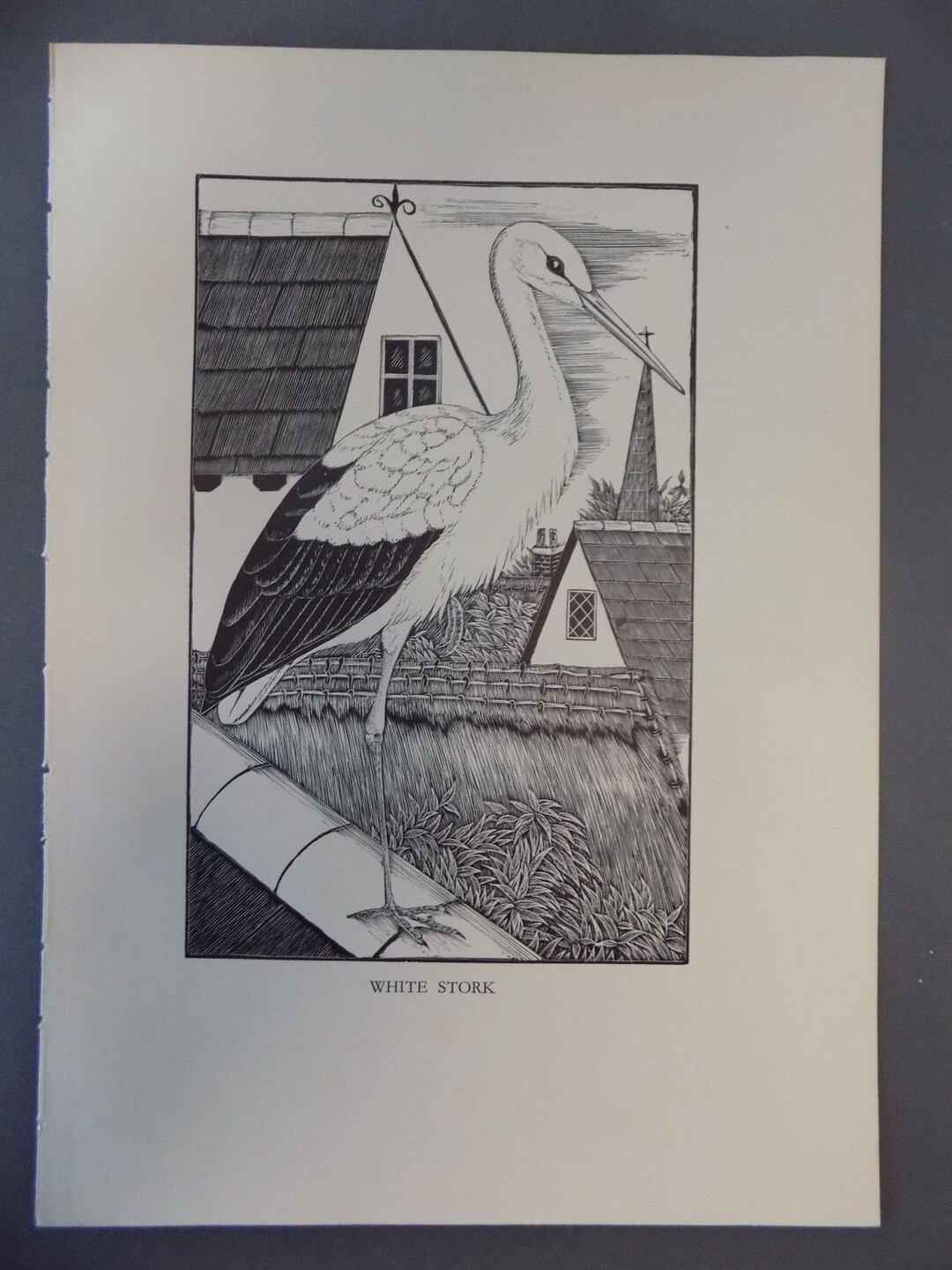 Birds, Eric Fitch Daglish, British Isles, White Stork - Etsy