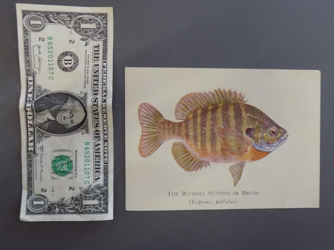 Miniatures, Fish, Fishing, Lake, Fisherman, Vintage - Etsy