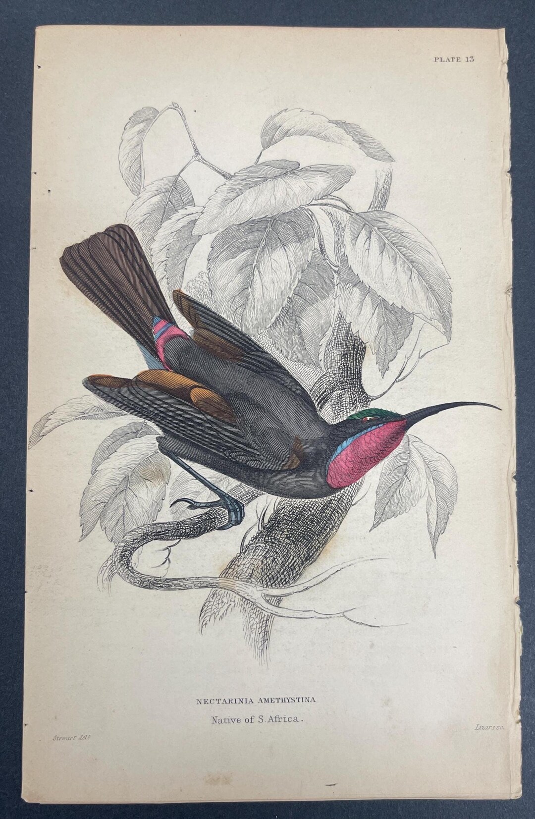 FREE SHIPPING!!!! Birds, Jardine, Naturalist's Ornithology Library ...