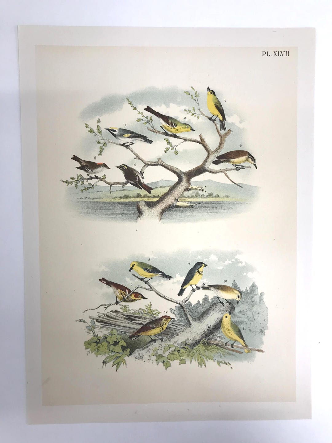 Birds, Jacob Studer, 1903, the Birds of North America, Full Color ...