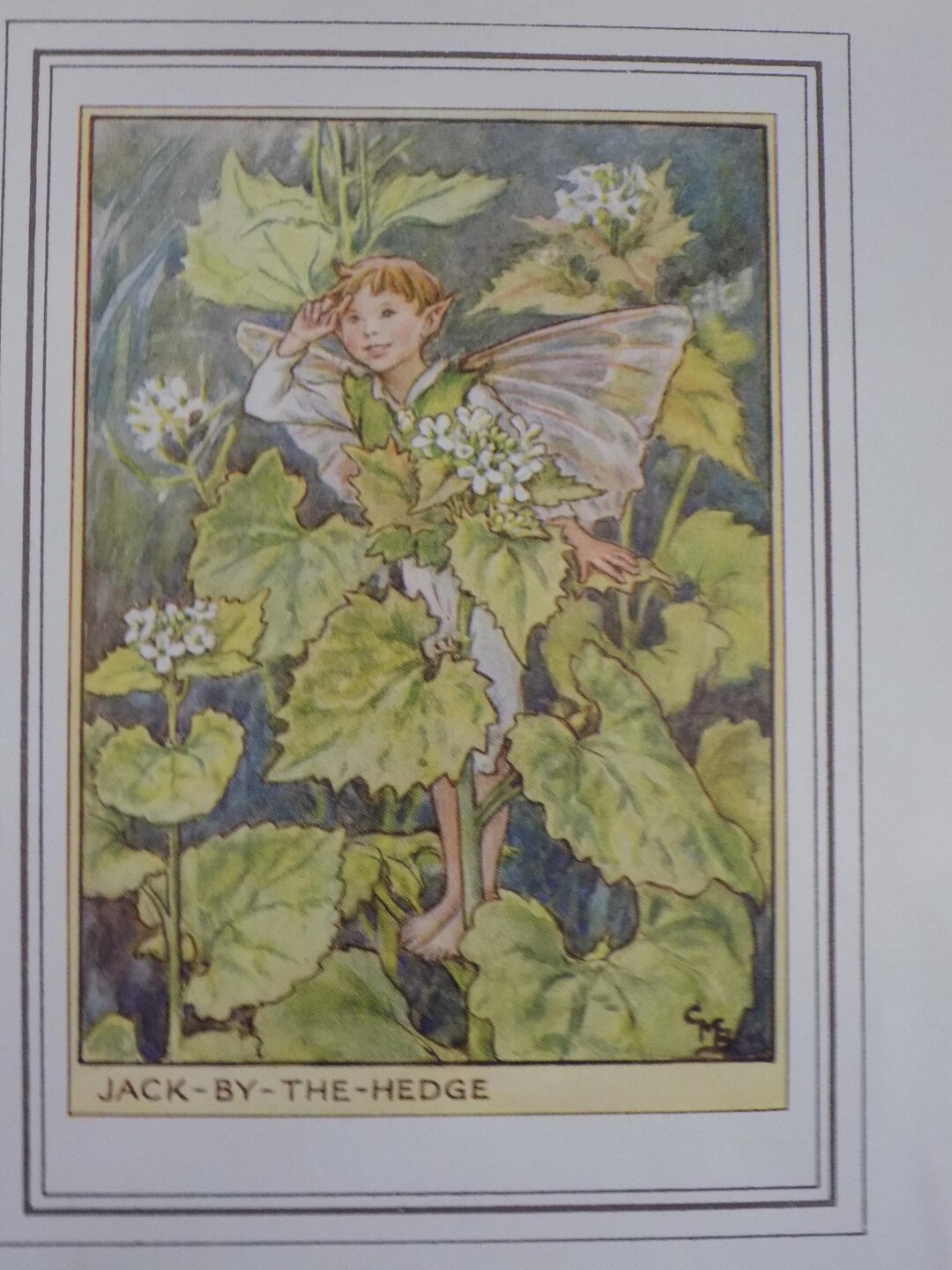 Flower Fairies, Jack-by-the-hedge, Cicely Mary Barker, Vintage - Etsy
