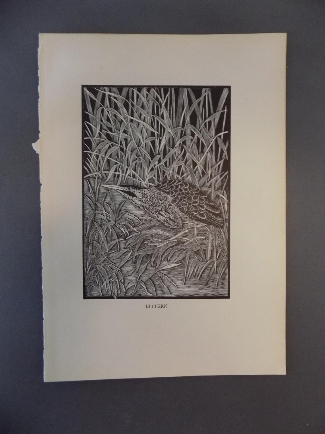 Birds, Eric Fitch Daglish, British Isles, Bittern - Etsy
