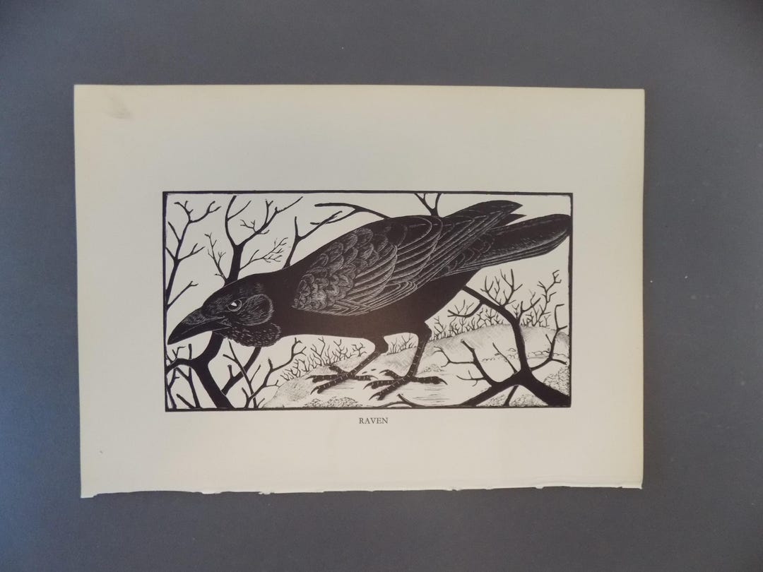FREE SHIPPING!!!! Birds, Eric Fitch Daglish, British Isles, Raven - Etsy