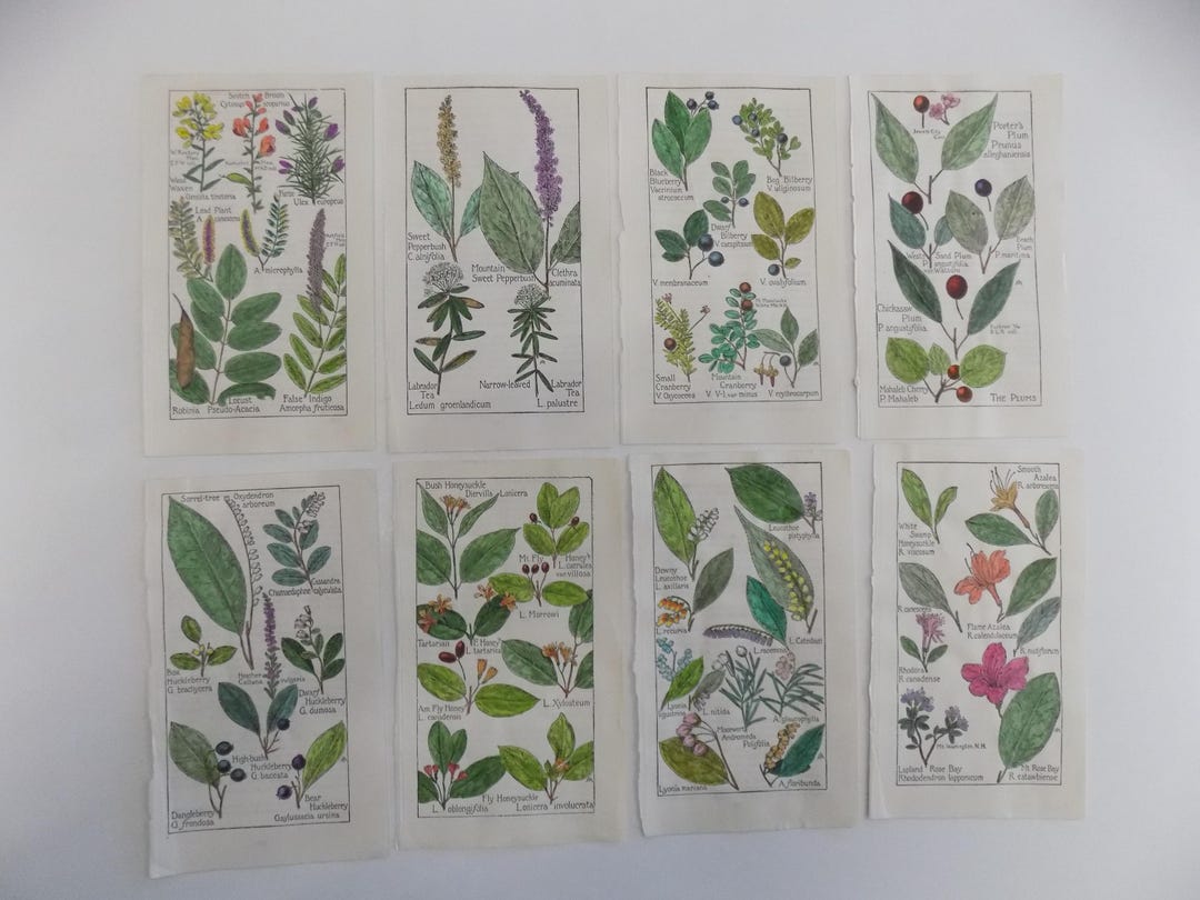 8 Shrubs, Trees, Leaves, Field Book of American Trees and Shrubs ...