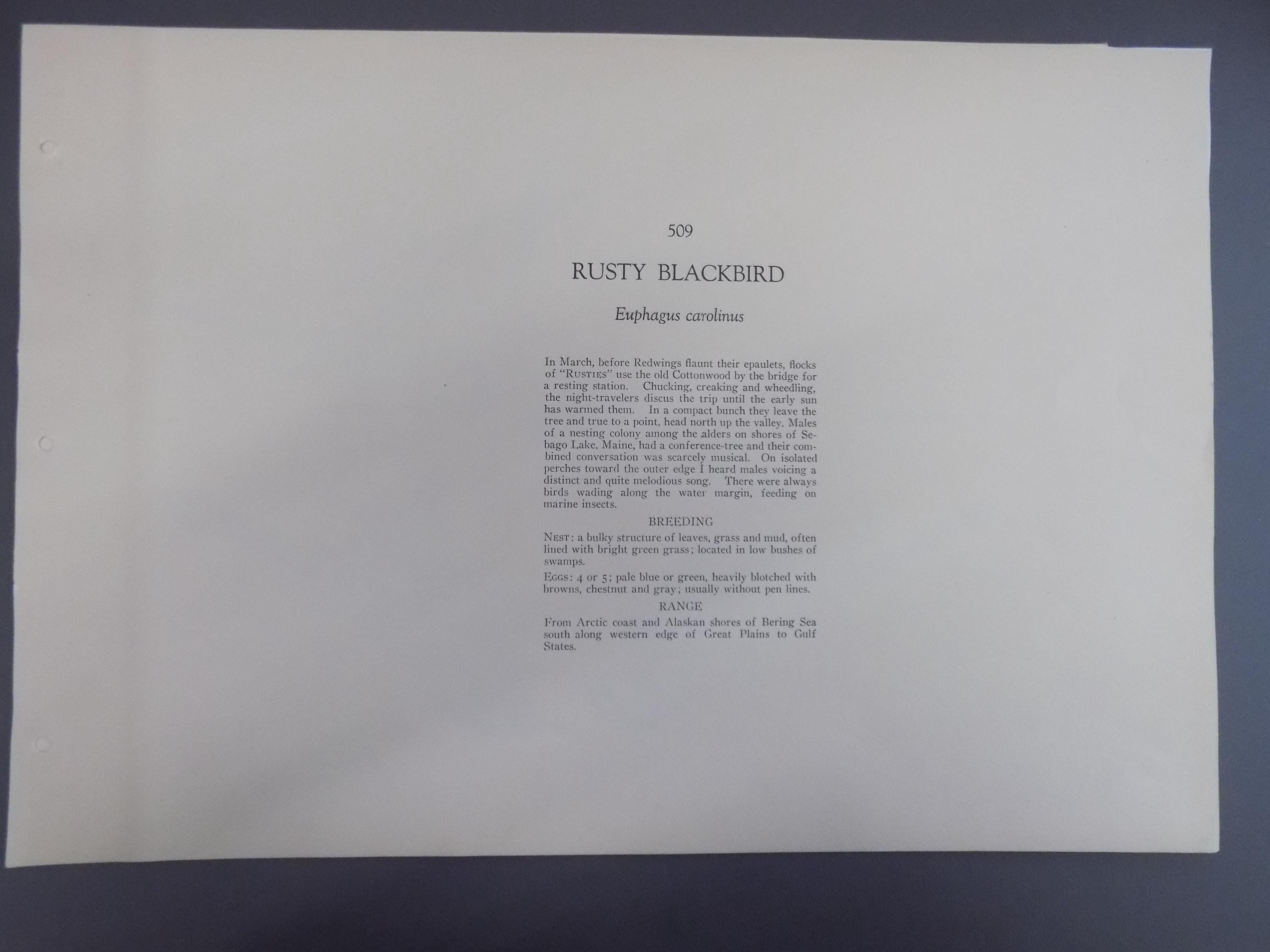 FREE SHIPPING!!!! Birds, Rex Brasher, Vintage, Hand Color, Plate 509 ...