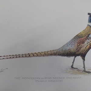FREE SHIPPING!!!! Birds, Pheasant, New York Forest and Game, Denton - Etsy