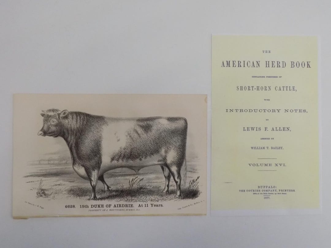 Cattle, Cows, Short-horn Cattle, Lewis F. Allen - Etsy
