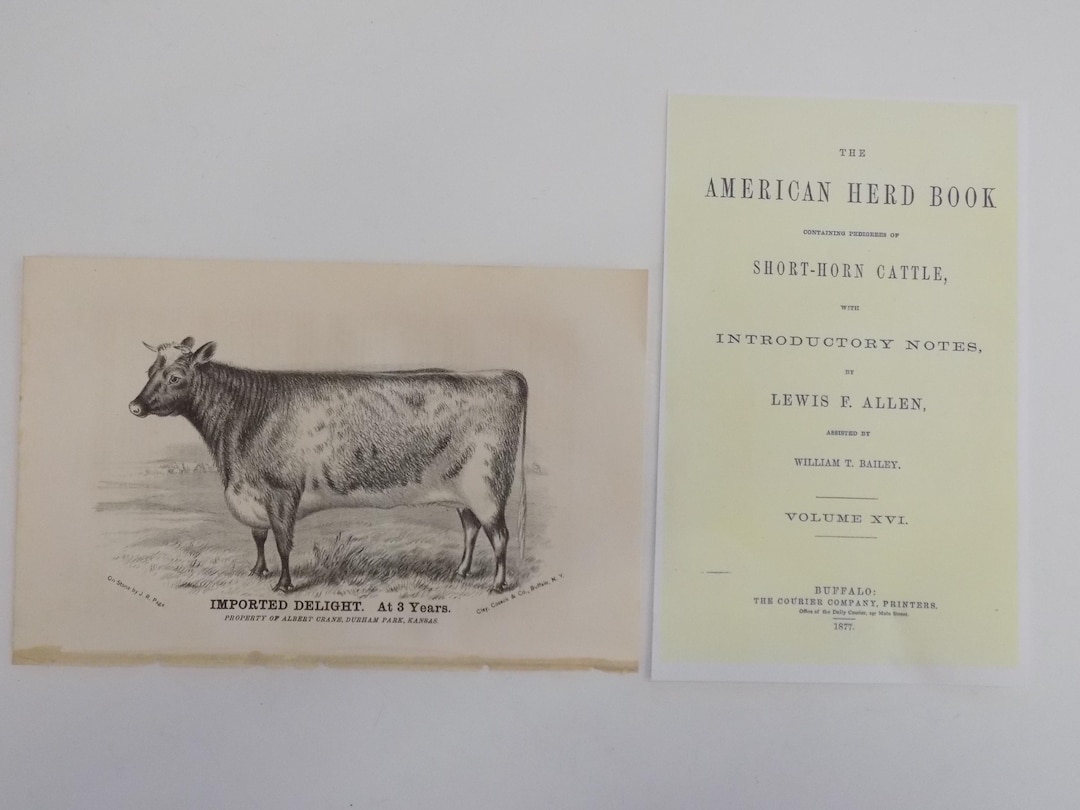 Cattle, Cows, Short-horn Cattle, Lewis F. Allen - Etsy