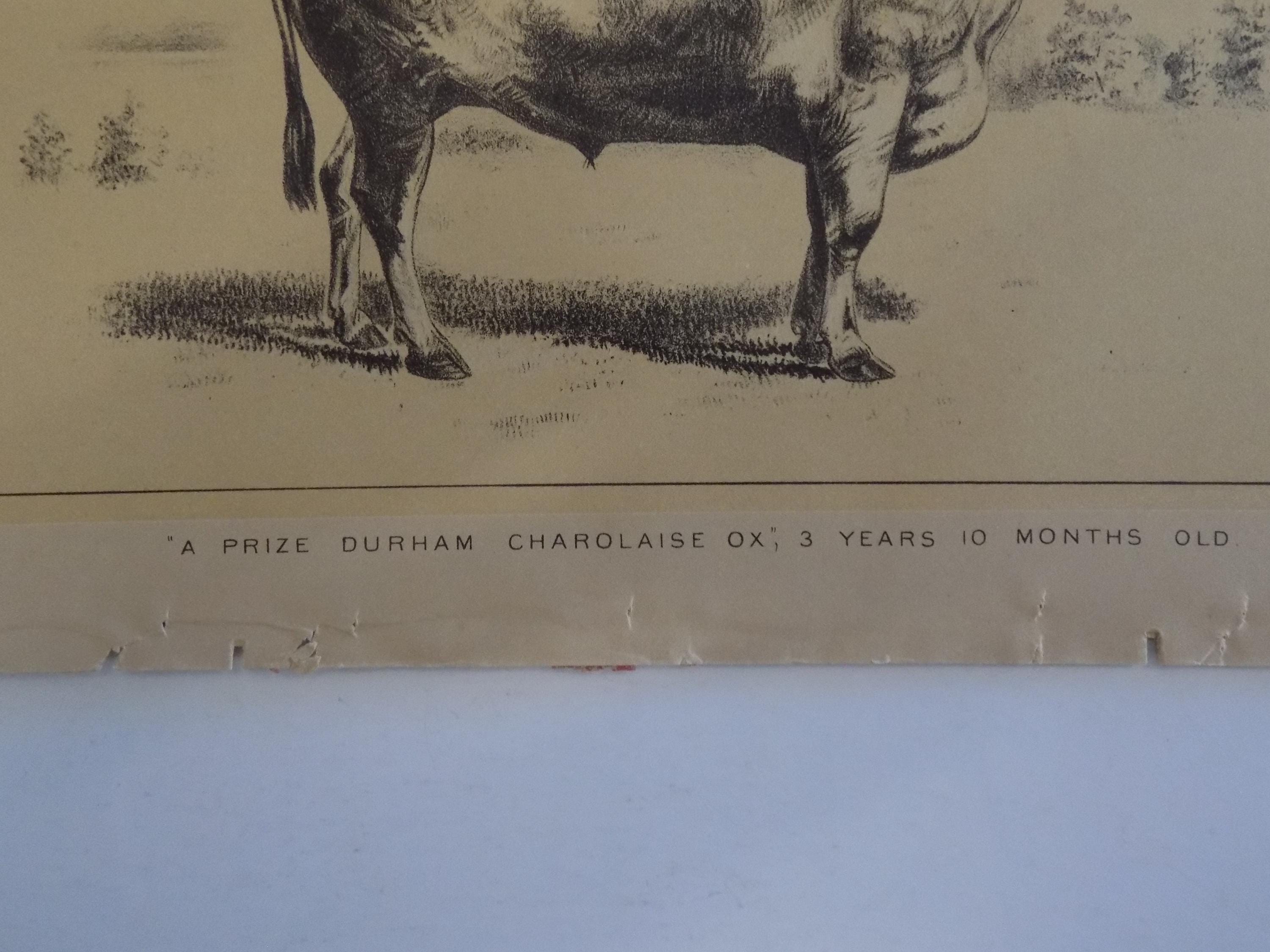 Animals, Cows, Bulls, Cattle, Farm, Antique, Lithograph - Etsy
