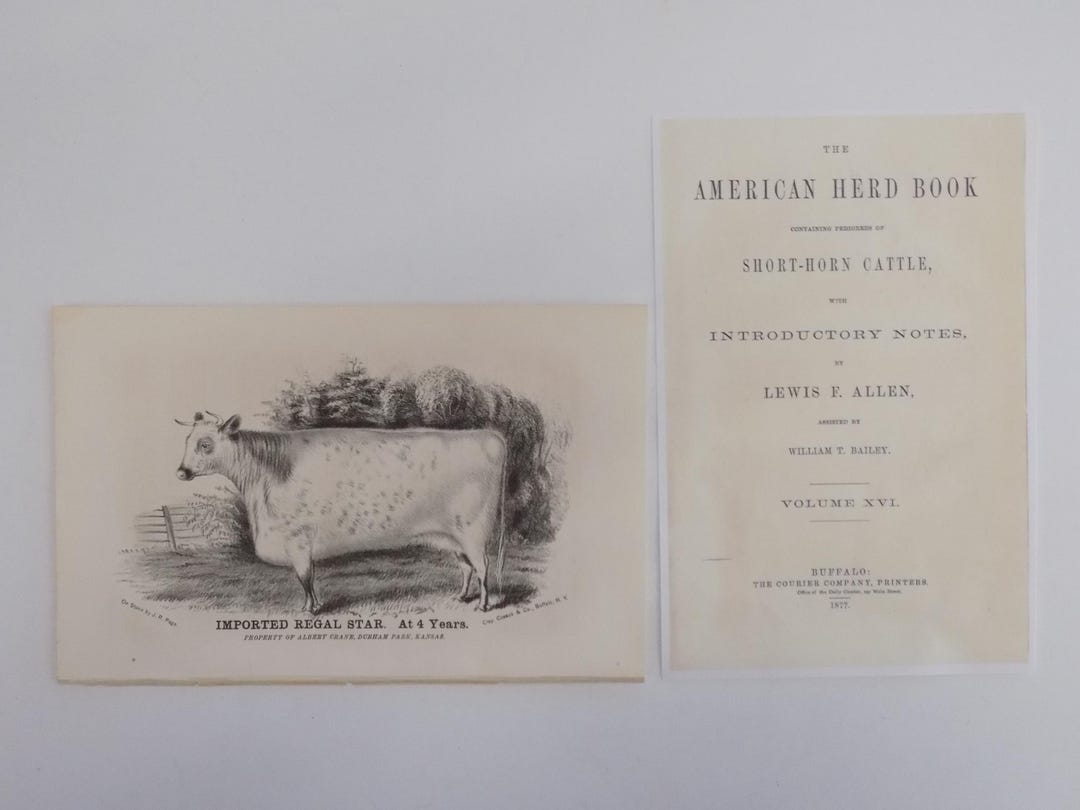 Cattle, Cows, Short-horn Cattle, Lewis F. Allen - Etsy