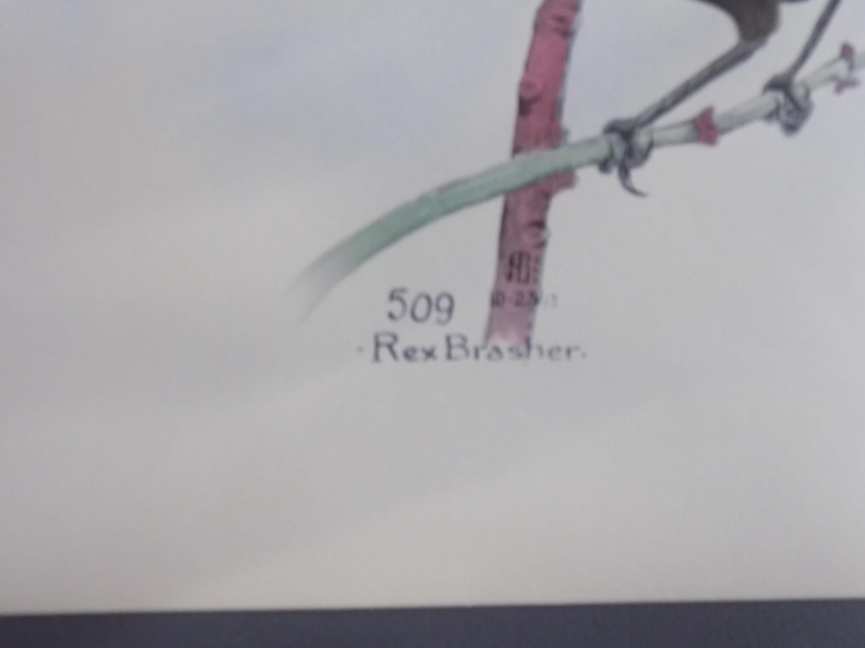 FREE SHIPPING!!!! Birds, Rex Brasher, Vintage, Hand Color, Plate 509 ...