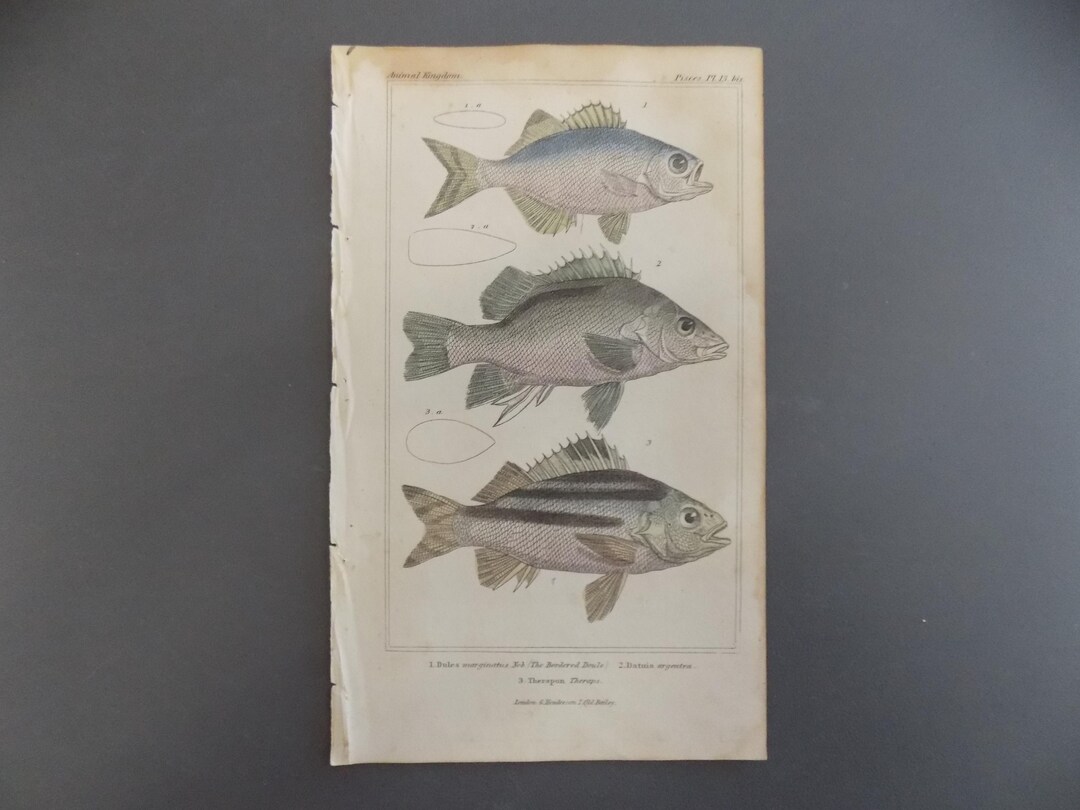 Fish, Georges Cuvier, Hand Color, Antique, 1834 - Etsy