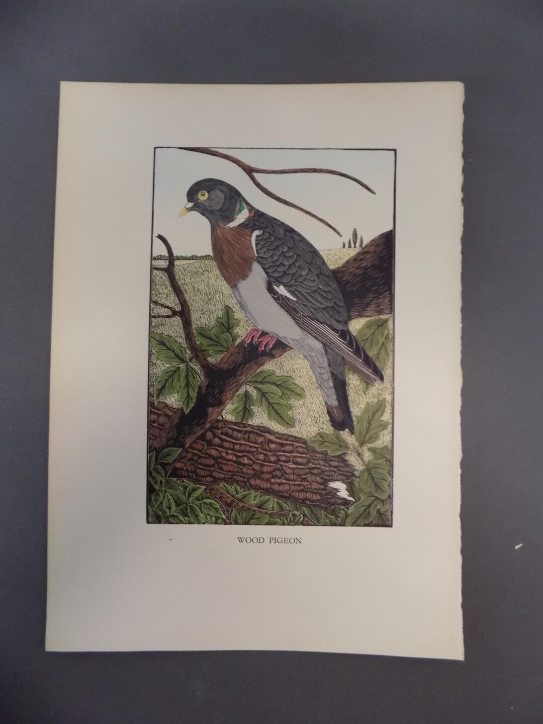 Birds, Eric Fitch Daglish, British Isles, Wood Pigeon - Etsy