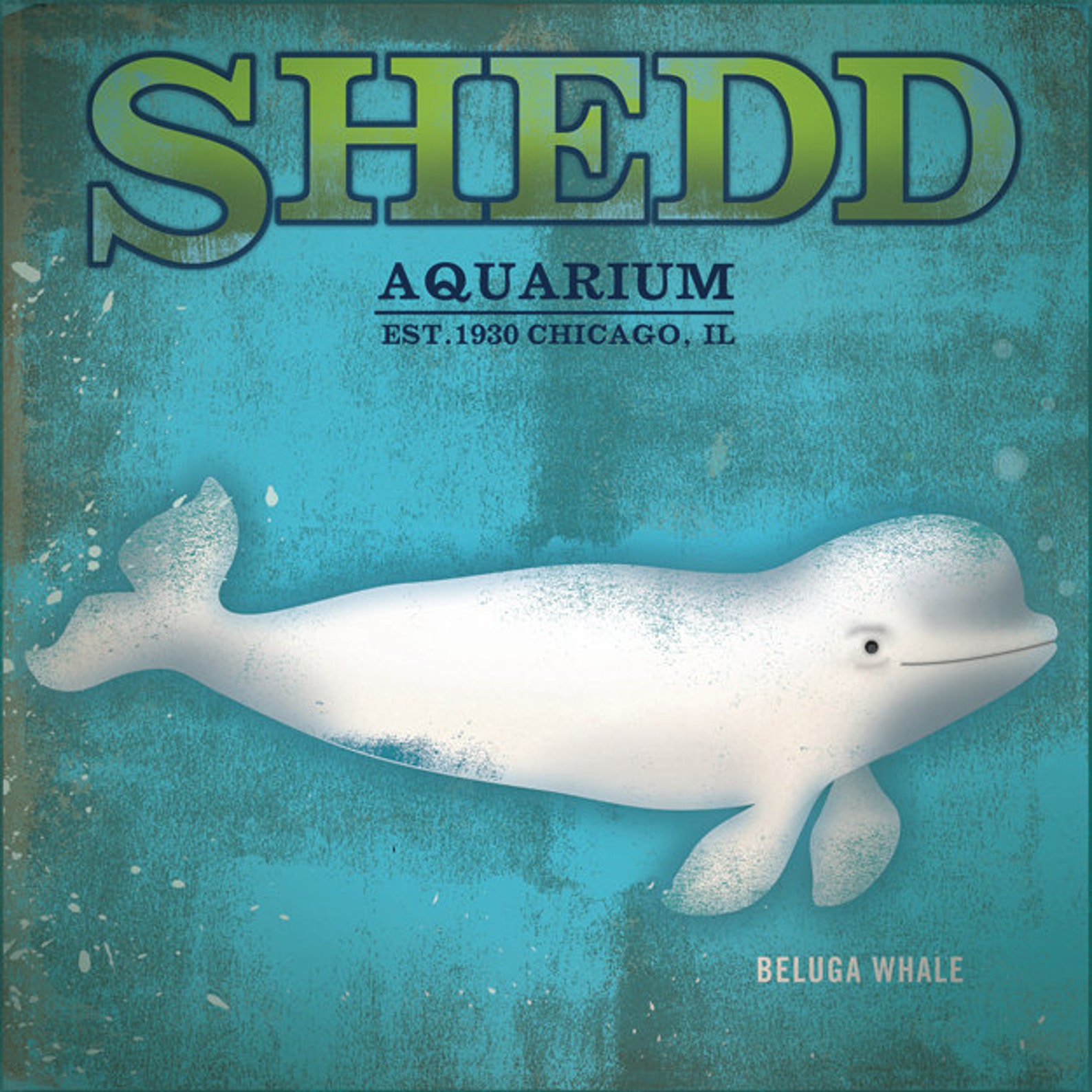 Shedd Aquarium Beluga Whale Giclee Archival Signed Artists Print by ...