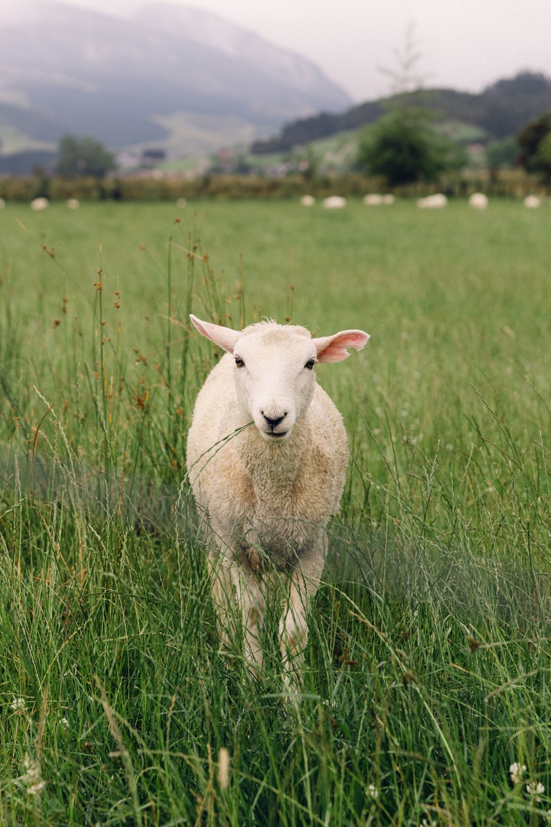 Fine Art Prints- New Zealand Sheep - Etsy