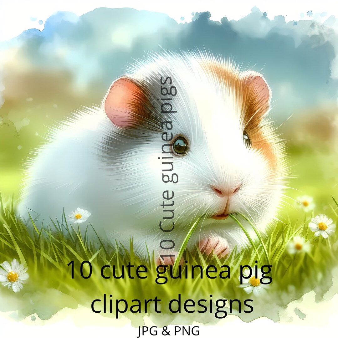 10 Cute Guinea Pig Clipart Designs, Clipart Bundle, Watercolor, PNG and ...