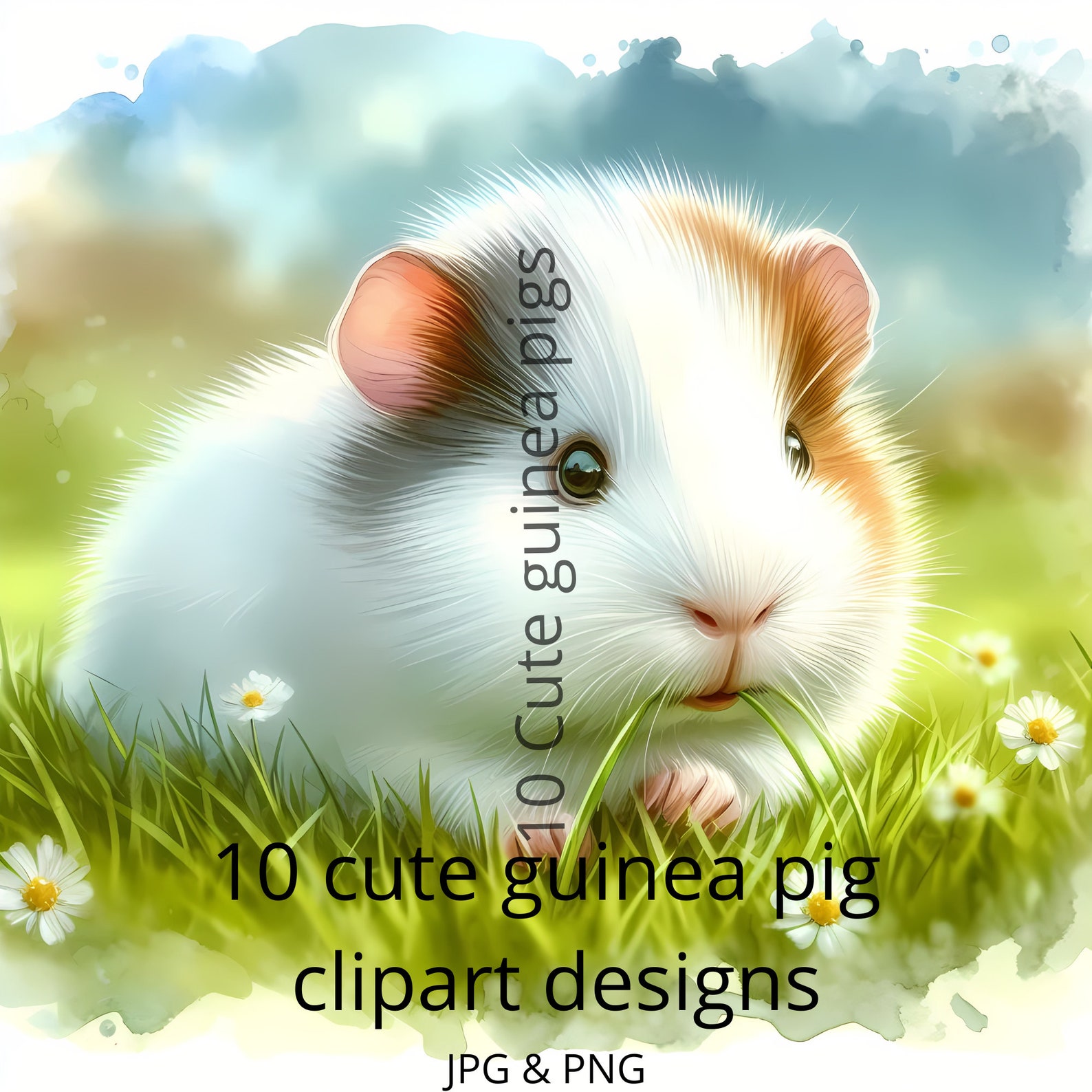 10 Cute Guinea Pig Clipart Designs, Clipart Bundle, Watercolor, PNG and ...