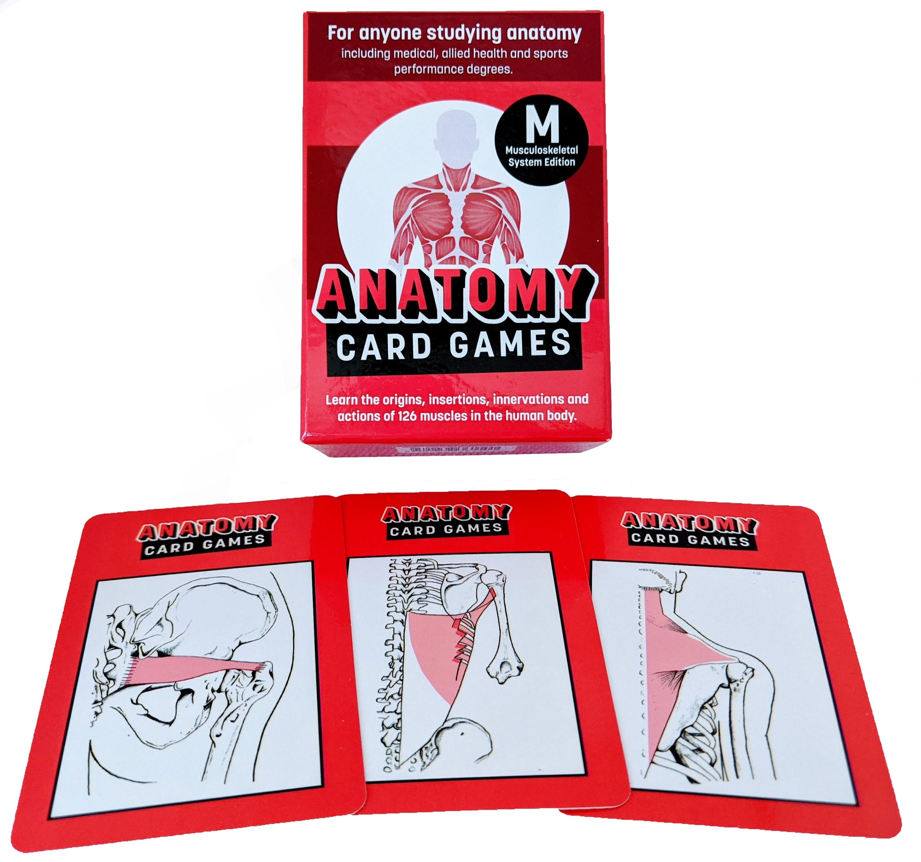 Musculoskeletal Anatomy Flashcards Learn Origins, Insertions ...