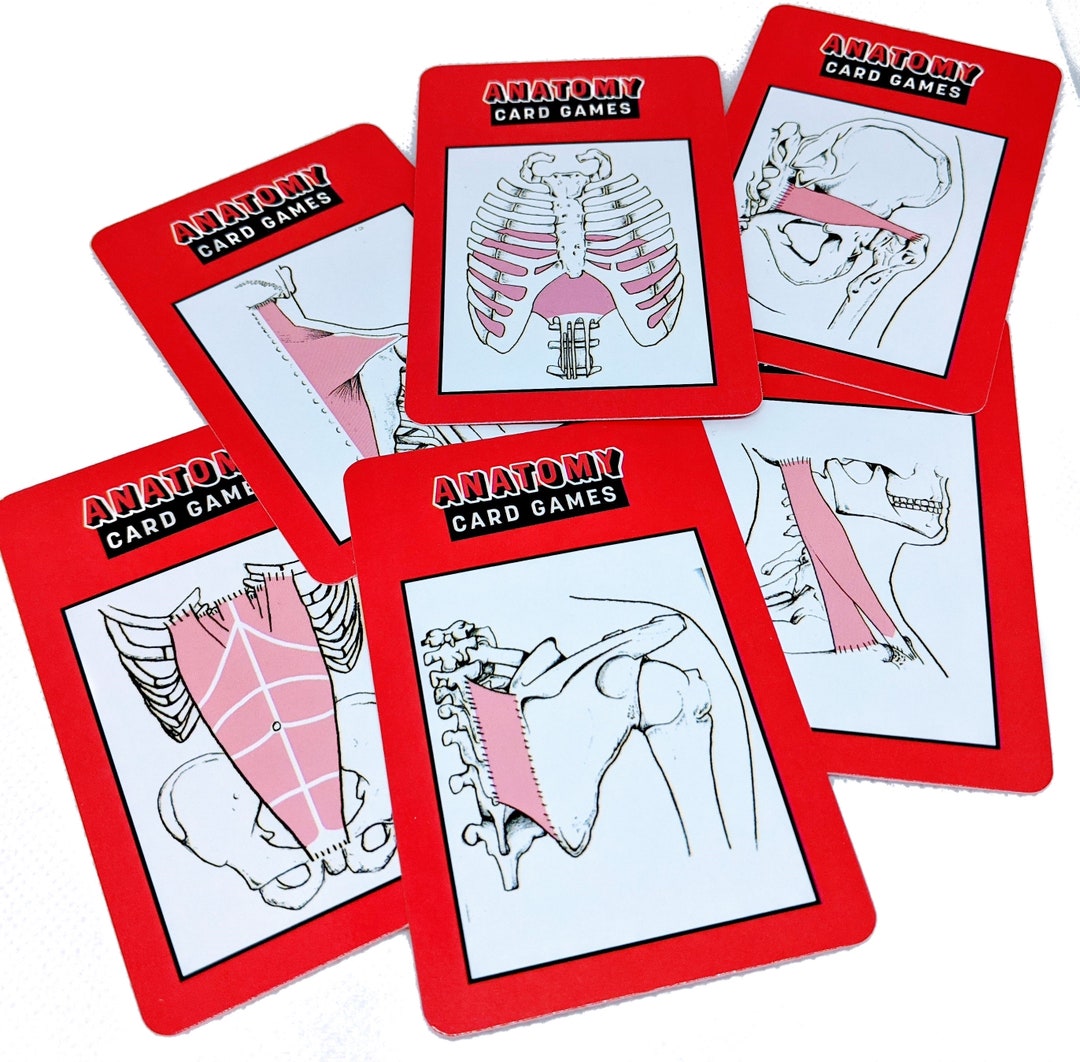 Musculoskeletal Anatomy Flashcards Learn Origins, Insertions ...